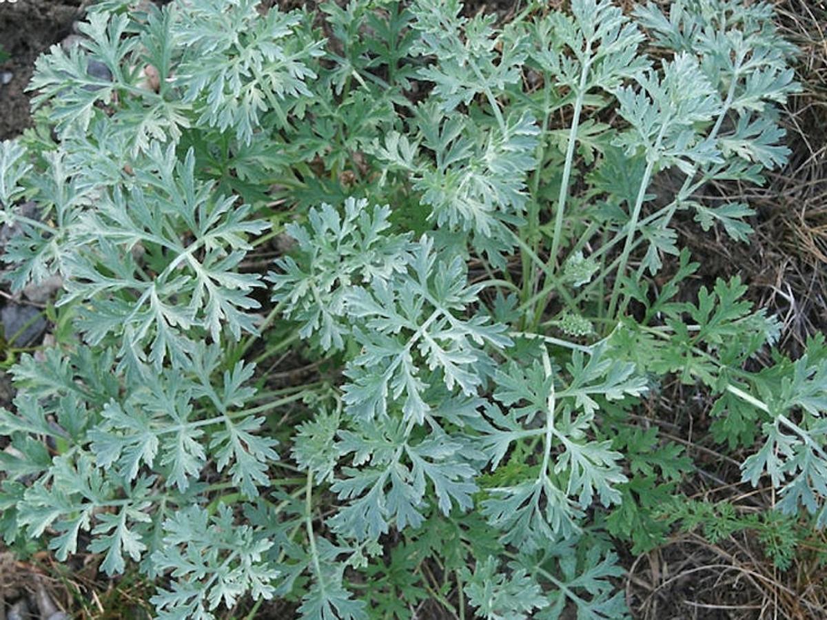 Fotos: Ocho hierbas naturales con propiedades medicinales | El Diario Vasco