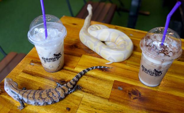 ¿Te tomarías un café con una serpiente? | El Diario Vasco