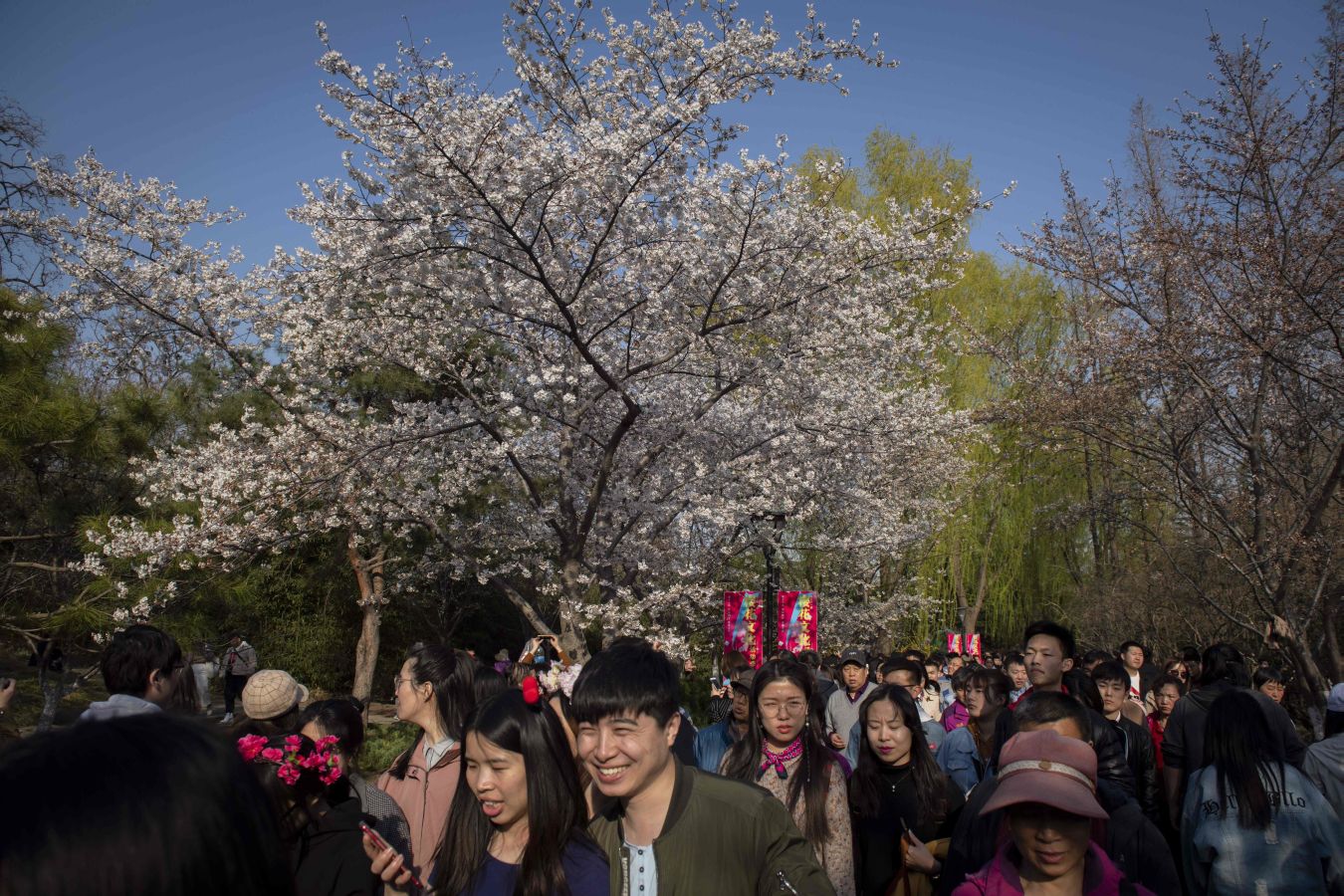 Fotos: Los cerezos comienzan a florecer en China | El Diario Vasco