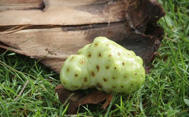 El noni, un superalimento con múltiples beneficios | El Diario Vasco