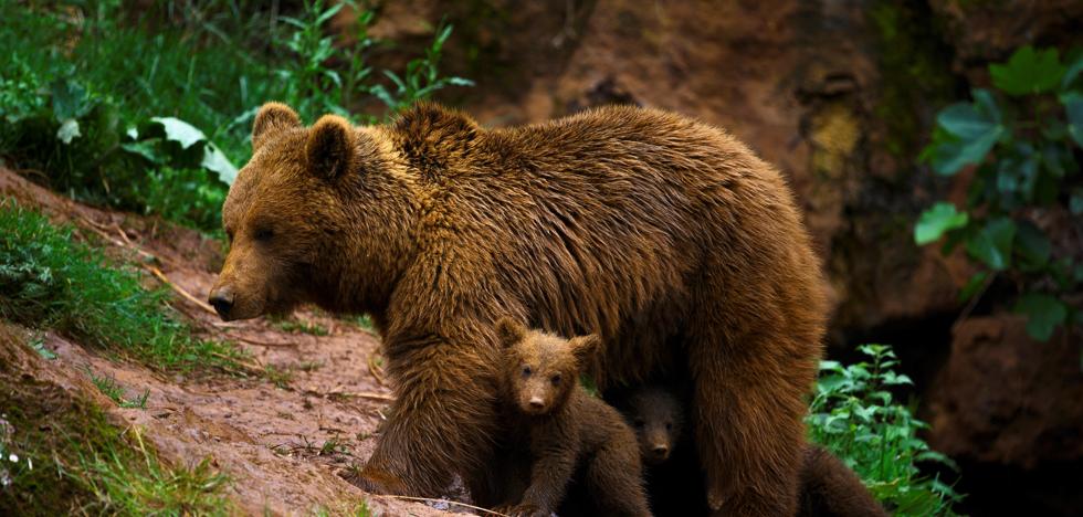 'Cabárceno en directo' se adentrará en el recinto de osos para mostrar ...