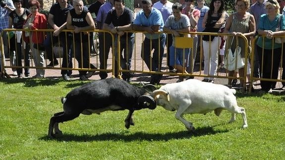 9.000 personas firman contra las peleas de carneros en Euskadi | El ...