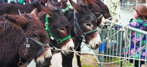 Txispas y Benita, los pollinos más bellos | El Diario Vasco